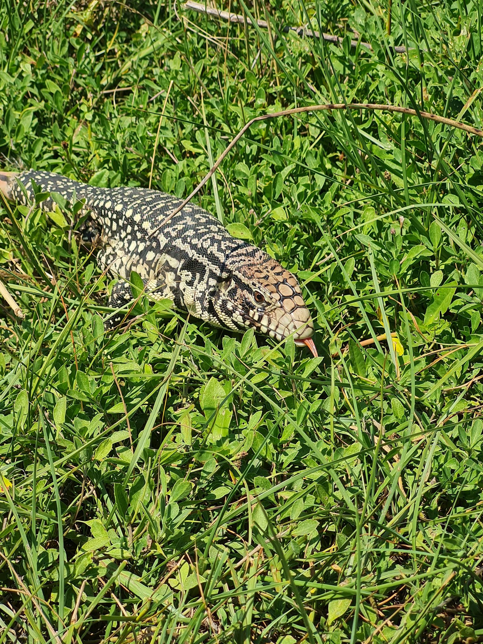 Delta: cinco especies fueron reintroducidas a su hábitat natural tras ...