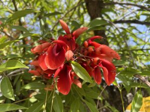 Día de la Flor Nacional: ¿qué sabemos sobre el ceibo? - Zona Norte ...